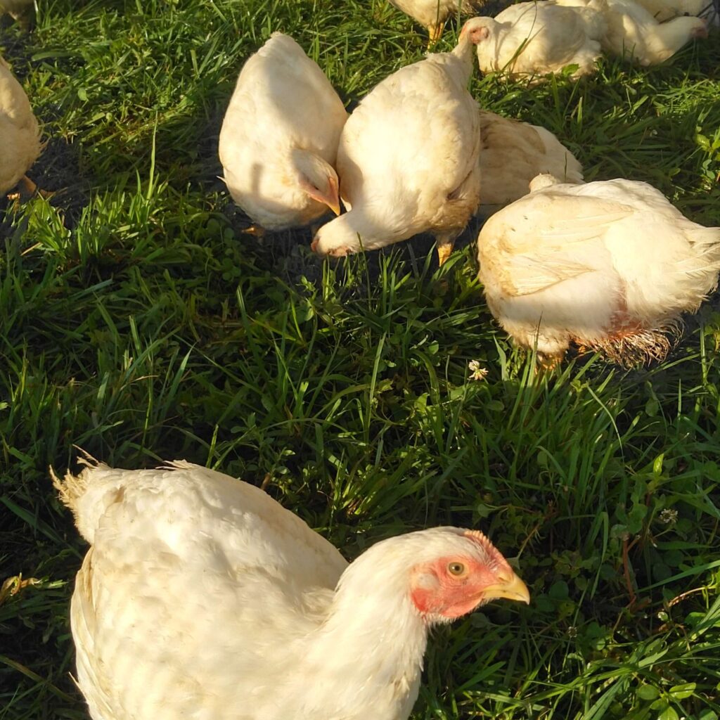 Fresh Chicken Sale - March 2026